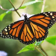 BUTTERFLY | Dandy’s World Fanon Wiki | Fandom