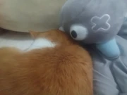 Cat vs Pebble | Dandysworldcreepypasta Wiki | Fandom