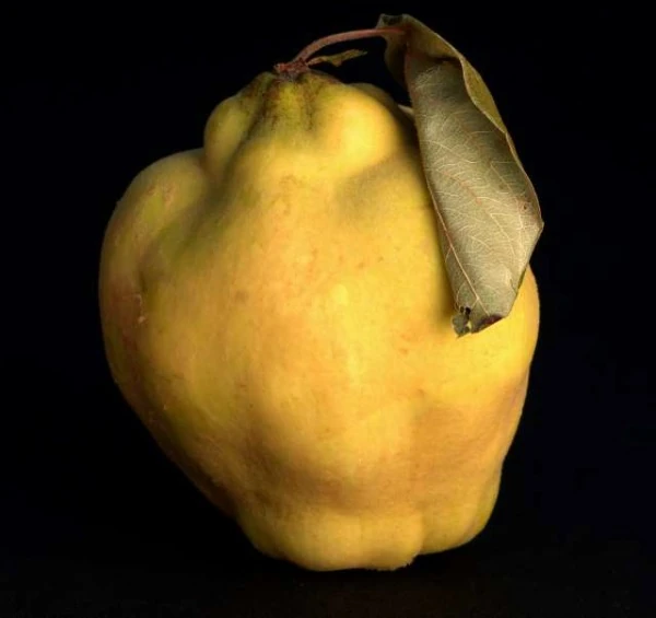 Genchū Genchū Fruit | DangerDicksDND Wiki | Fandom