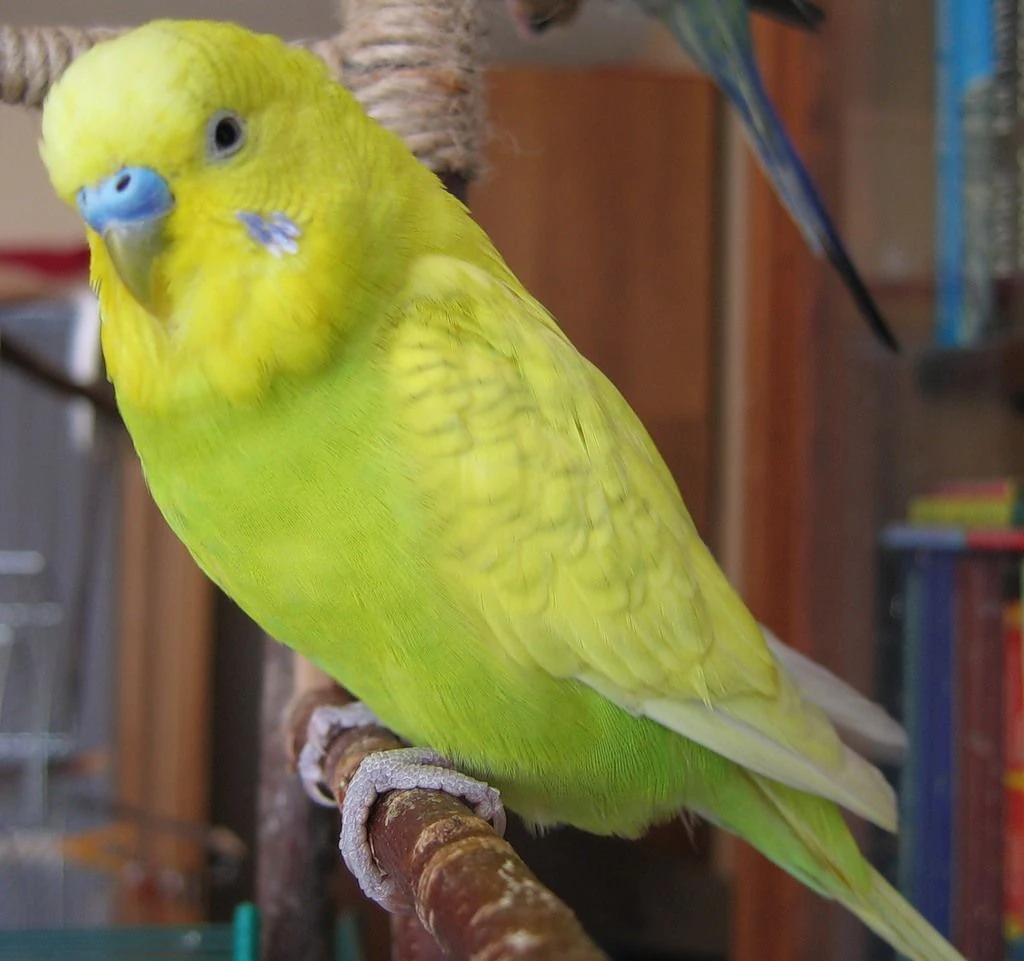 Reed | Gadolinium Discord Wiki | Fandom