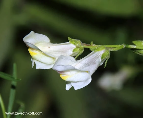 לוע הארי סיציליאני | Family Wiki | Fandom