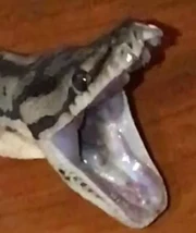 Frank the Snake | Dankpods Wiki | Fandom