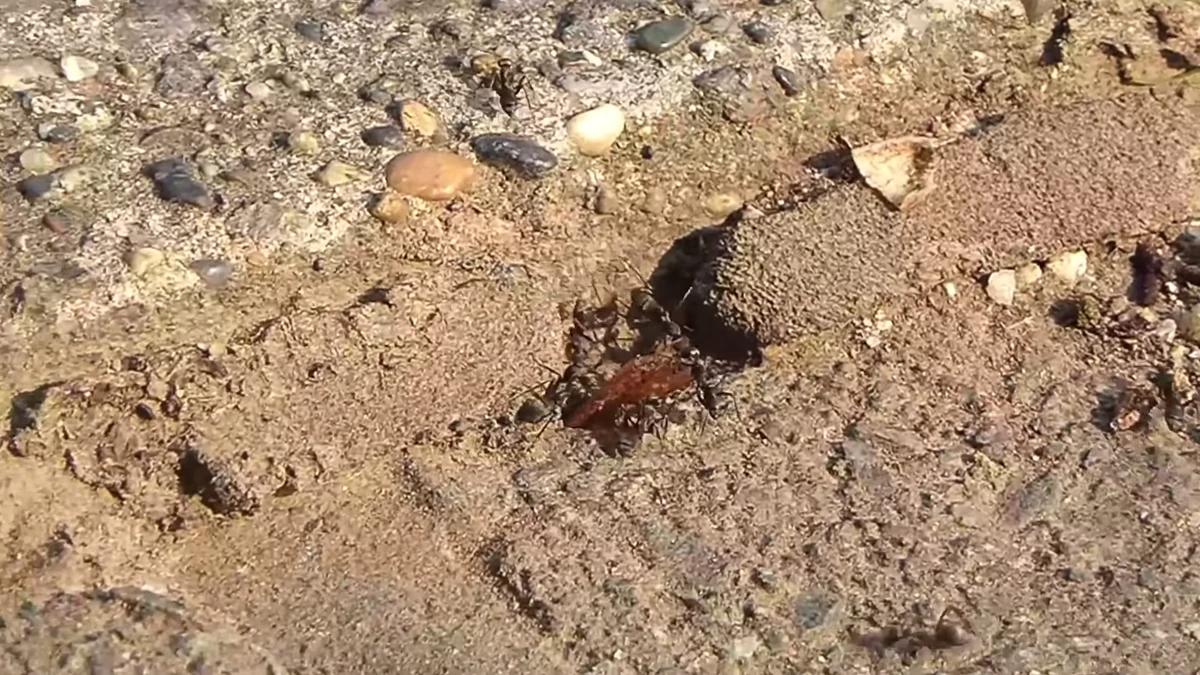 Category:Accepted Toon Turf Characters | DannoCal Wiki | Fandom