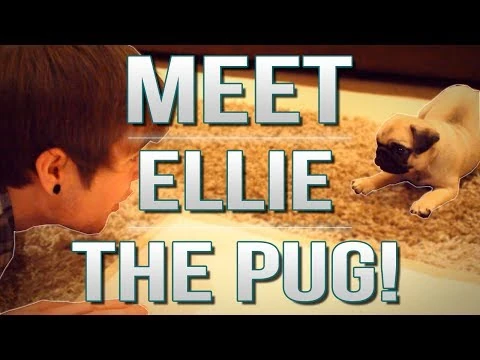 TDM Vlogs - MEET ELLIE THE PUG! - Episode 17 | DanTDM Wiki | Fandom