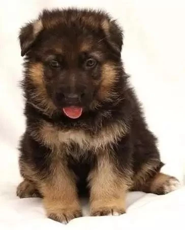 Remember Pangzi's Fight | Daomu Biji Wikia | Fandom