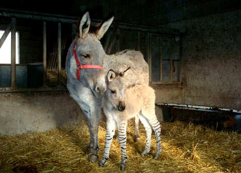 Zebrasno | Wiki Daose | Fandom