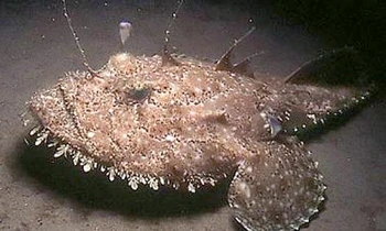 Prickly Angler | Darius Wiki | Fandom