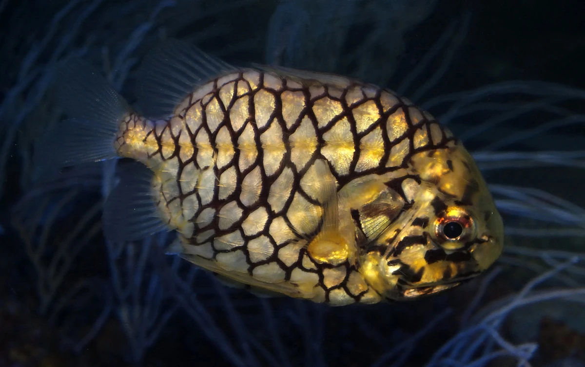 Pinecone Fish | Darius Wiki | Fandom