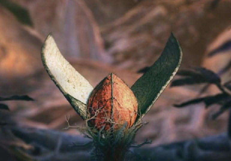 Magic Seed | Dark Parables Wiki | Fandom