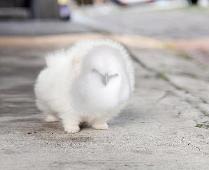 Bore | Darkoblivion Wiki | Fandom