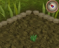 Spirit weed seed | DarkScape Wiki | Fandom