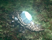 Crystal Lizard | Dark Souls Wiki | Fandom