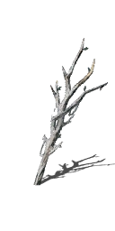 Witchtree Branch | Dark Souls Wiki | Fandom