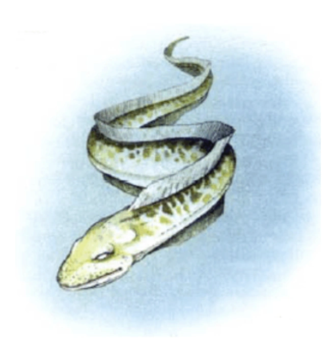 Kreel | Dark Sun Wiki | Fandom