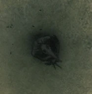 Banshee | Darkwood Wiki | Fandom