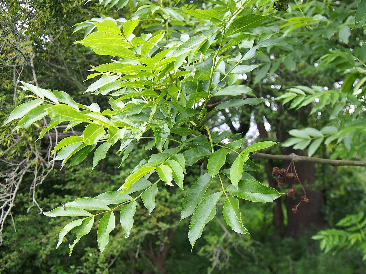 Jesion | Dartlore Wiki | Fandom