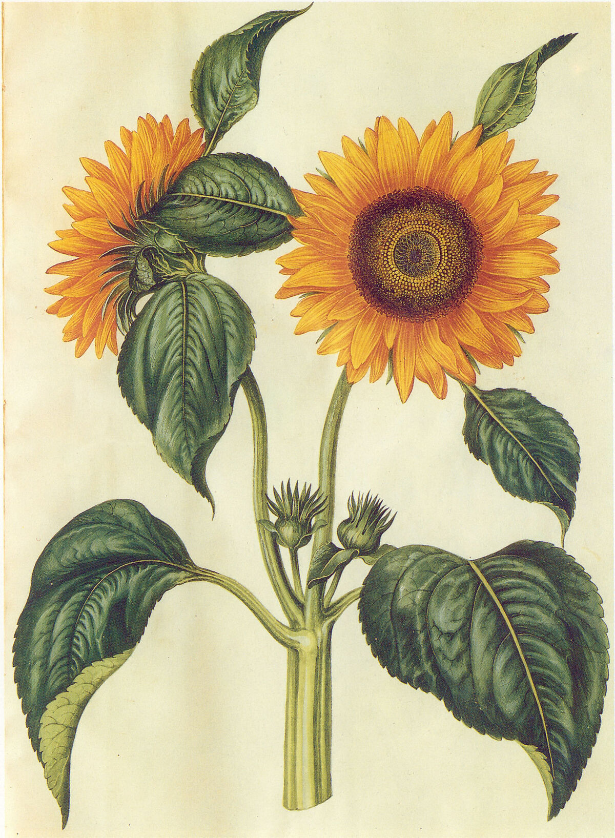 Praiosblume | Das grüne Auge DSA Wiki | Fandom Praiosblume | Das grüne Auge DSA Wiki | Fandom