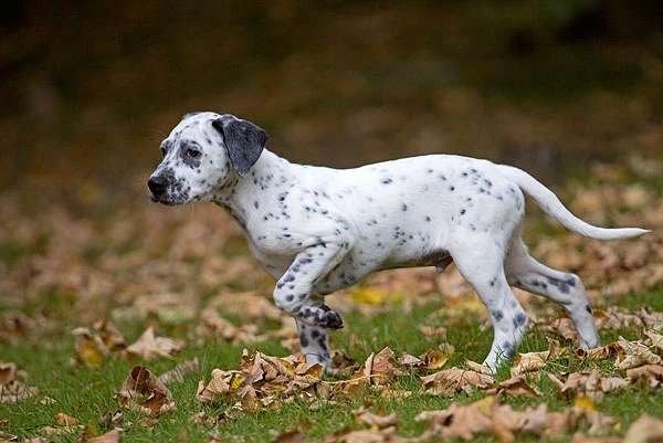 Hasso | Das Geschichten Wiki | Fandom