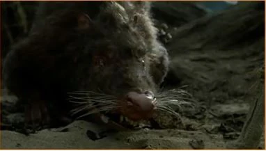 Rats | Dragons and Things Network Wiki | Fandom