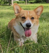 Link | Dave and Bambi Fanon Revival Wiki | Fandom