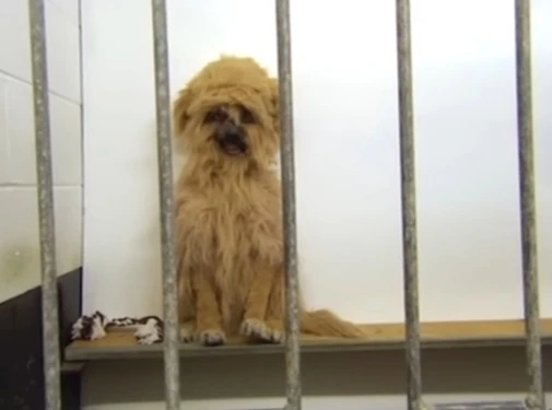 Dave spud | Dave spud Wiki | Fandom