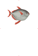 Opah | Dave the Diver Wiki | Fandom