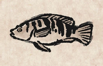 Painted Comber | Dave the Diver Wiki | Fandom