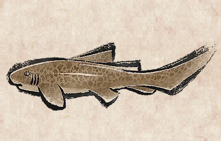 Zebra Shark | Dave the Diver Wiki | Fandom