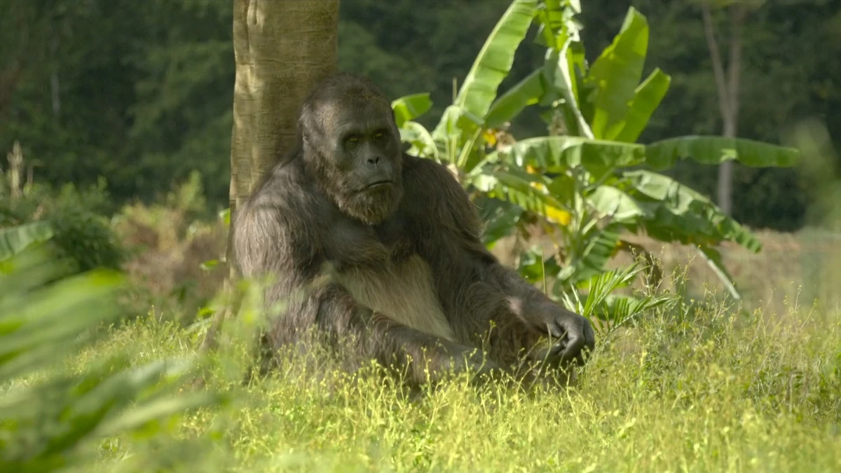 Gigantopithecus | David Attenborough Wiki | Fandom