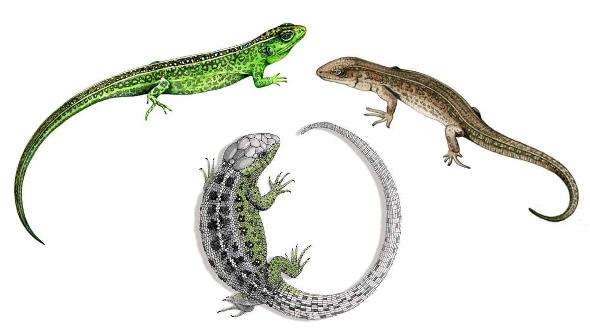 Lannan | Dawn of Worlds VI Wiki | Fandom