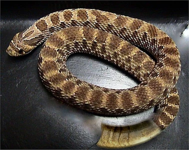 Sonic Snakes | Dawn of Worlds VI Wiki | Fandom