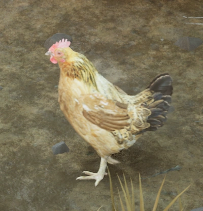 Chicken | Dawn of Defiance Wiki | Fandom