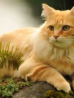 Dawn (The cat) | Dawn of These Clans Wikia | Fandom