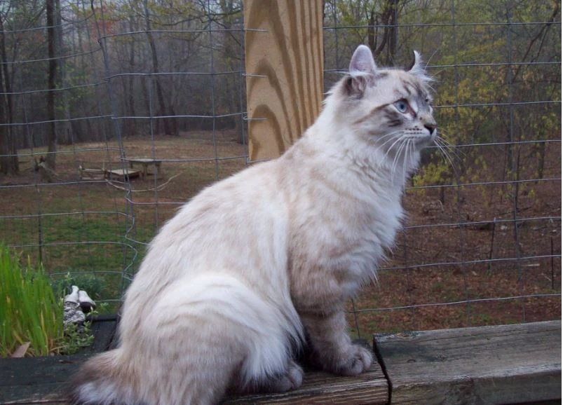 Mink | Dawn of These Clans Wikia | Fandom