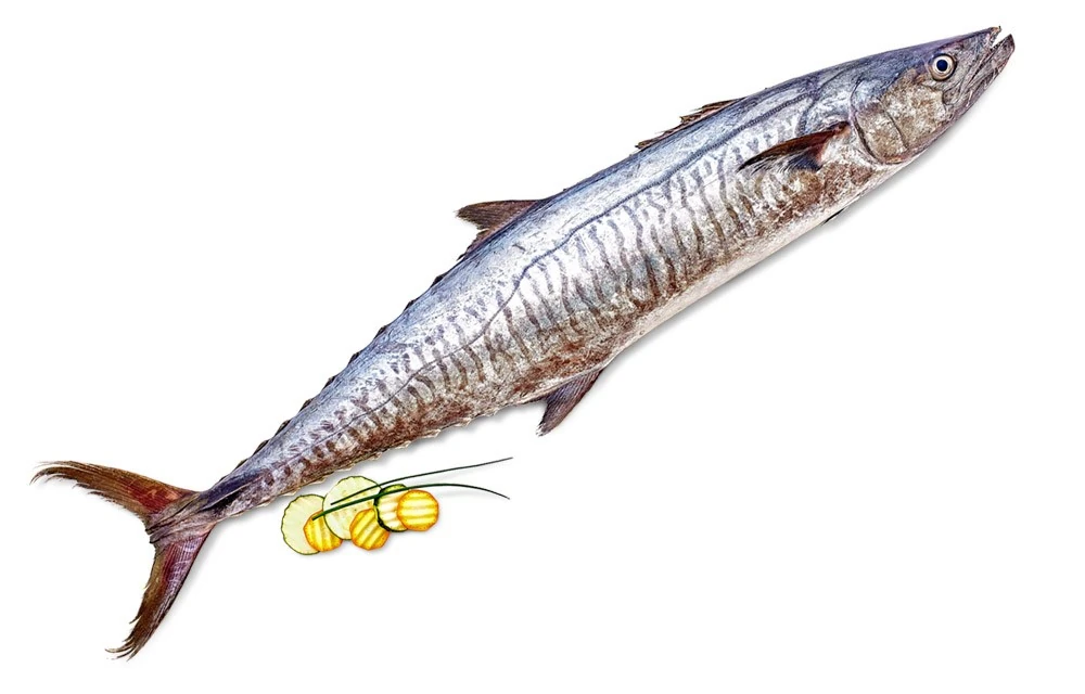 Dart Fish | Dawnconnect Wiki | Fandom