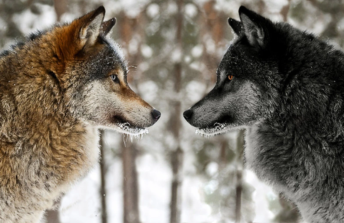 Freki and Geri | Dawnconnect Wiki | Fandom