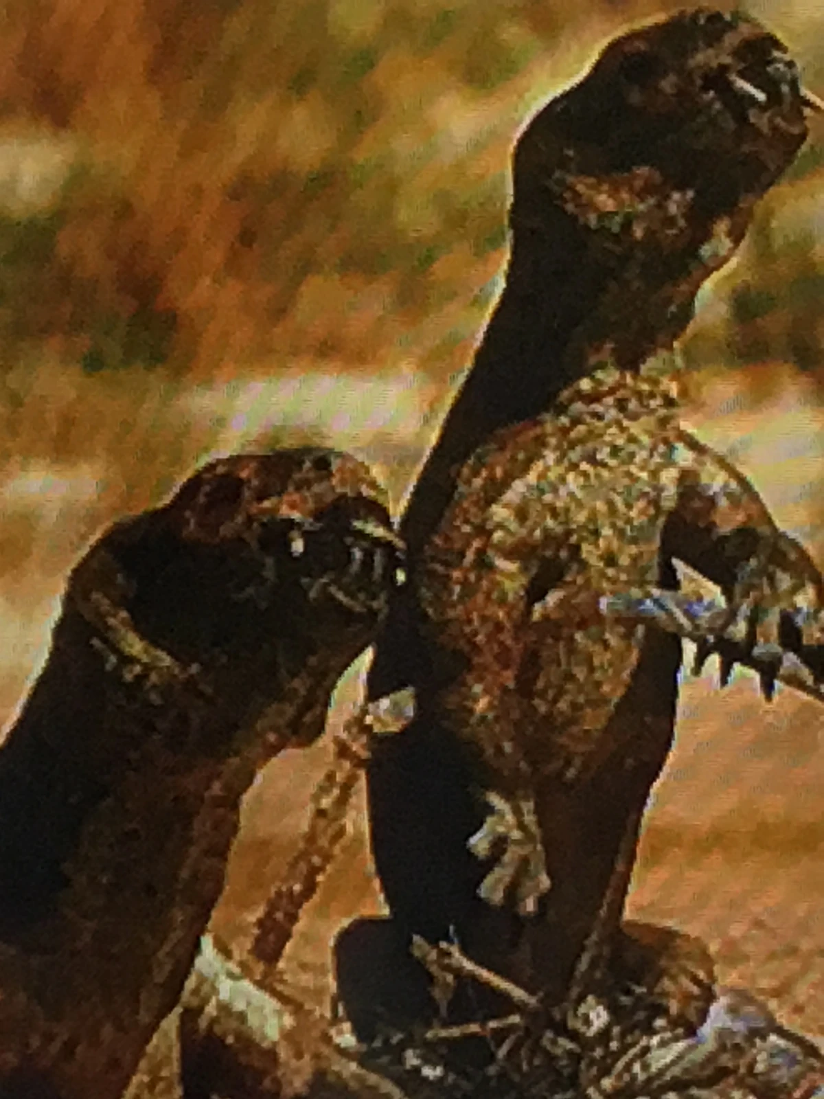 Diictodon | Dawn of the Wikis Wiki | Fandom