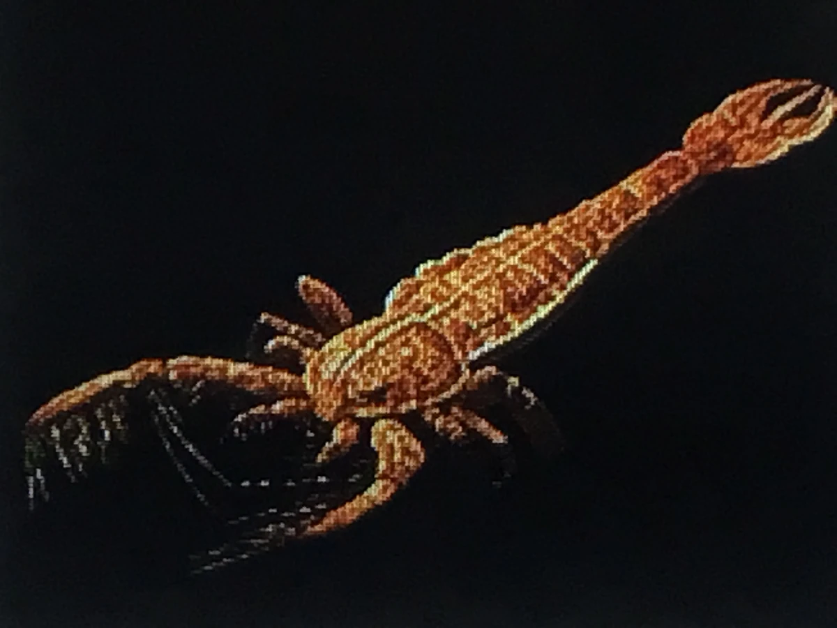 Megalograptus | Dawn of the Wikis Wiki | Fandom