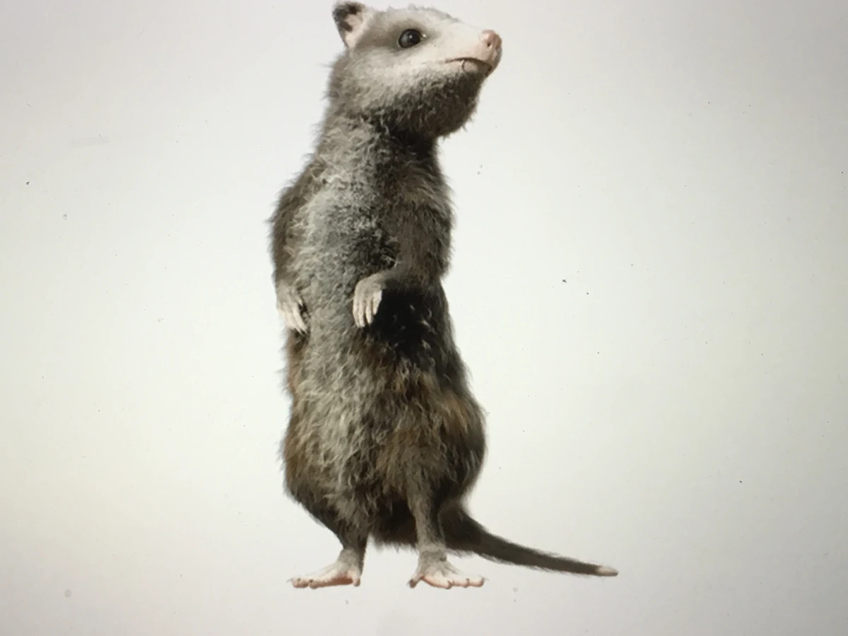 Alphadon | Dawn of the Wikis Wiki | Fandom