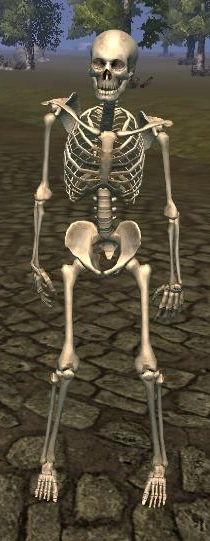 Skeleton | Dawntide Wiki | Fandom