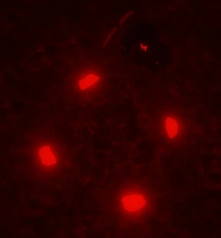 Jell | Day of Dusk Wiki | Fandom