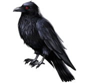 Raven | DayR Wiki | Fandom