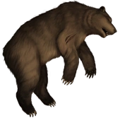 Radioactive Bear Skin | DayR Wiki | Fandom