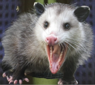 Possum | Dayshift at Freddy's Wikia | Fandom