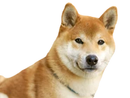 Doggo | Dayshift at Freddy's Wikia | Fandom