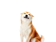 Doggo | Dayshift at Freddy's Wikia | Fandom