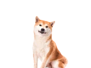 Doggo | Dayshift at Freddy's Wikia | Fandom