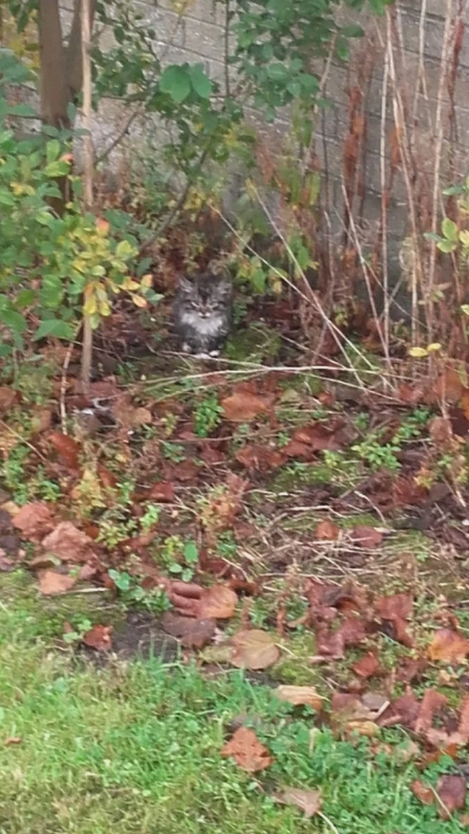 Official Media | Dayshift at Freddy's Wikia | Fandom