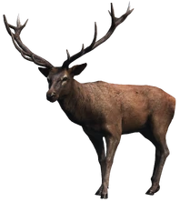 Stag - DayZ Wiki