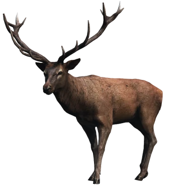 Stag - DayZ Wiki